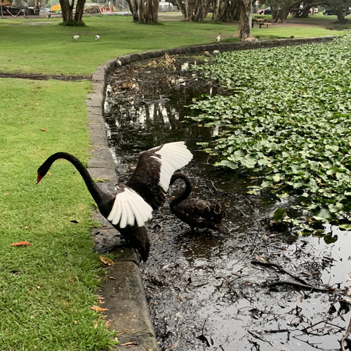 Stream Black Swan feeding, Lily Pond - Centennial Park by Taylor Coyne ...