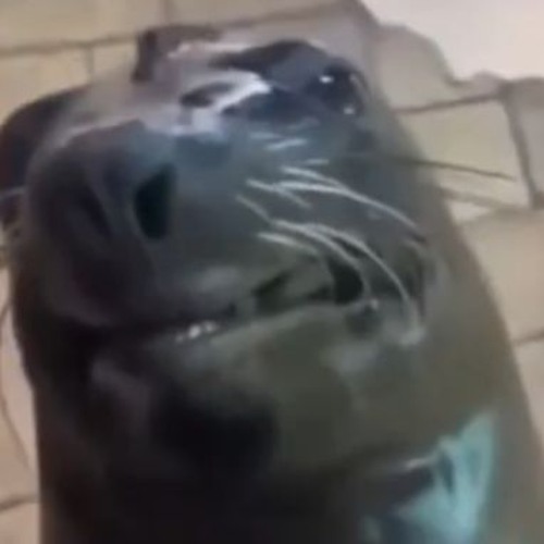 Stream episode FEEL LIKE A SIGMA - (Parody Of Monster By Skillet ...