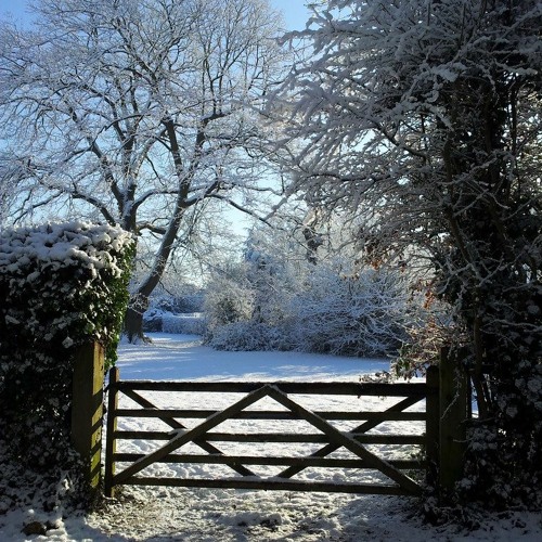 Stream The Darkling Thrush, a poem for orchestra (2017, rev. 2022) by ...