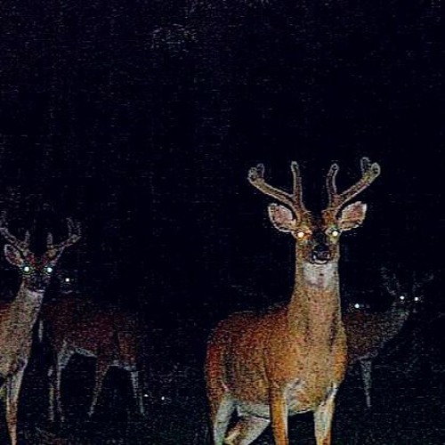 Stream devon | Listen to haunted deer playlist online for free on ...