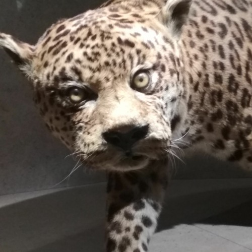 Stream Q.II - Macarena (Los Del Rio flip) [FREE DWNLD] by Q.II | Listen ...