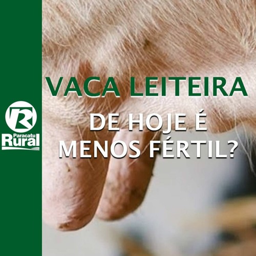Stream VACA LEITEIRA De Hoje É Menos Fértil Que As De Antigamente? by ...