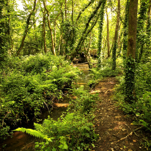 Stream Otter Bridge stream, Cornwall June 2021 by British Soundscapes ...