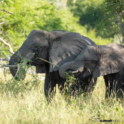 Stream Grumble-Rumble-Cry-Grumble-Rumble (F0712402) by ElephantVoices ...