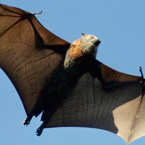 Stream episode Wuhan Bat Meets The AIDS Monkey by Good Nature Stories ...