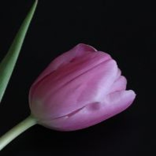 Stream sparta cappara base by zorammi | Listen online for free on ...