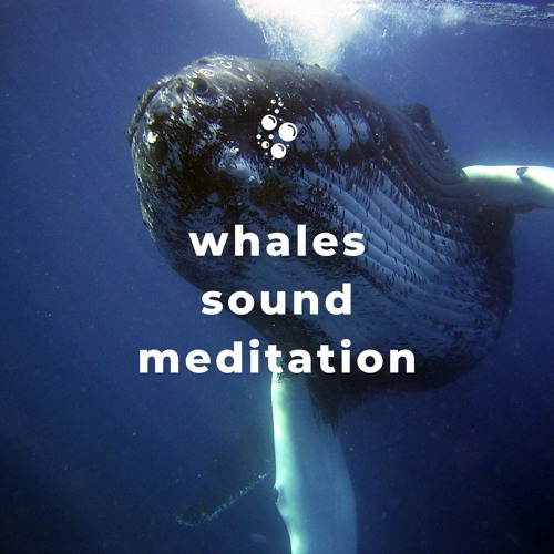 Stream Relaxing Whale Sounds by Underwater World | Listen online for ...