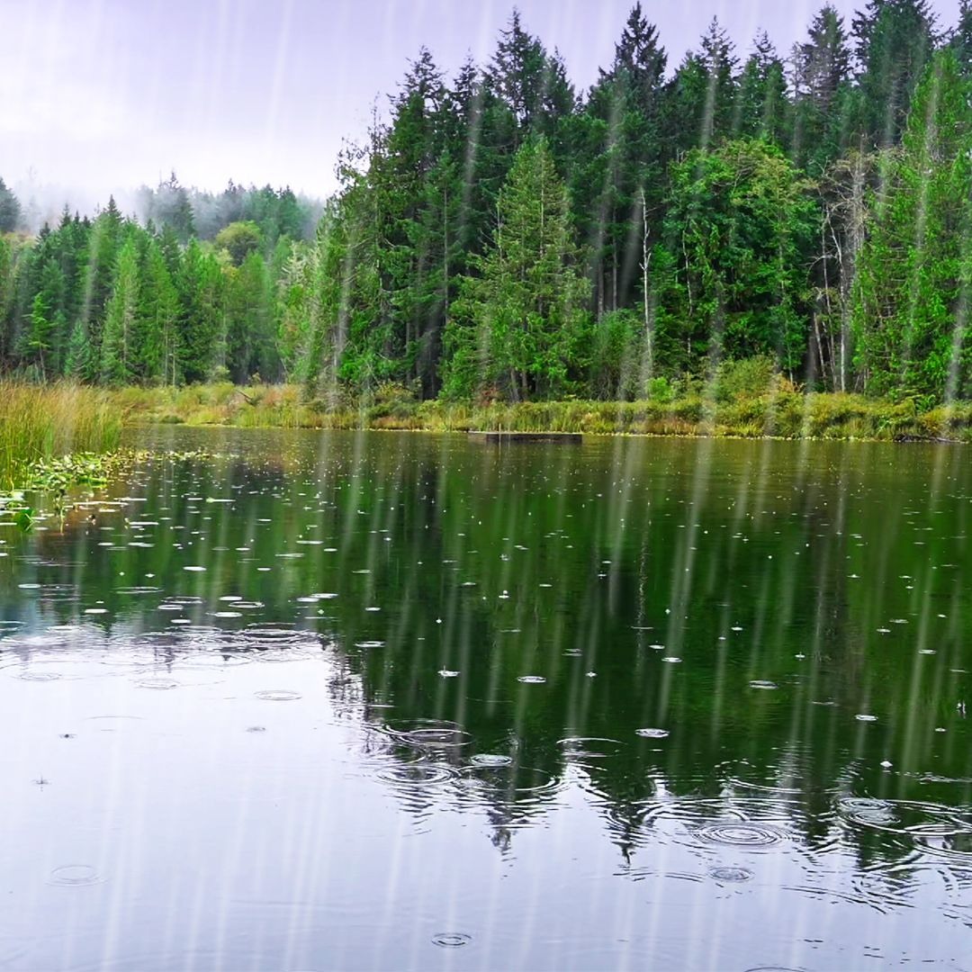 Stream Rainstorm Sleep Ambience | Rain Sound + Pond White Noise (75 ...