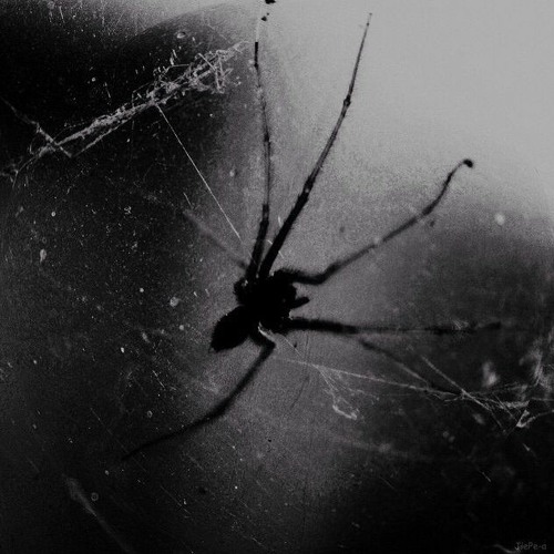 Stream My Lovely Parasite (prod. astro.roiice) by ripluxy | Listen ...