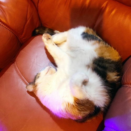 Stream Trop beau - Lomepal (cover) by Letyure | Listen online for free ...