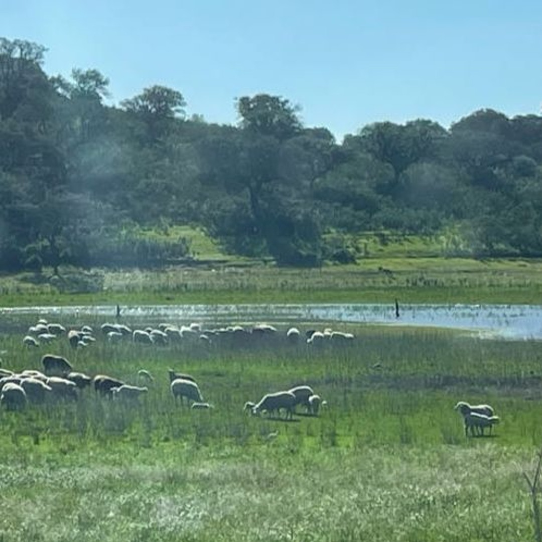 Stream Montado 03-Sheep pasture soil, 5 meters from the lake by Yuxin Pan | Listen online for ...