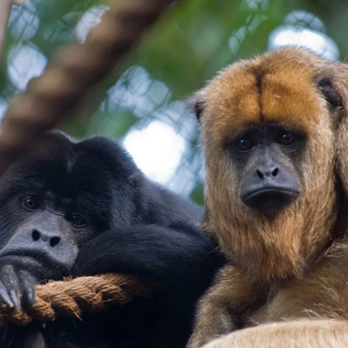 Stream Hear a Howler Monkey Howl! by Journeying the globe | Listen ...