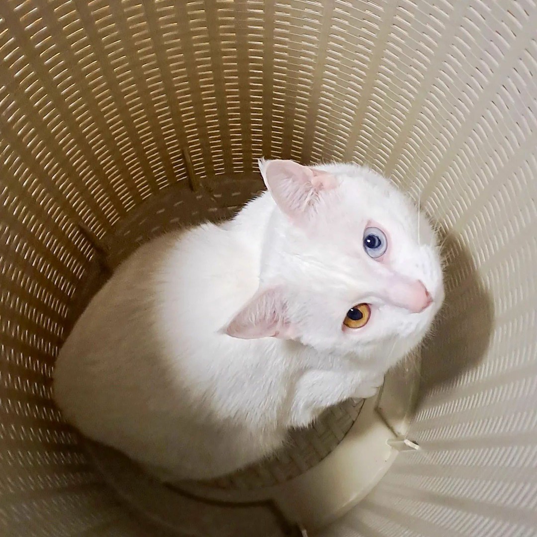 Stream Untitled Session 3.5 by Vũ Hưng | Listen online for free on ...