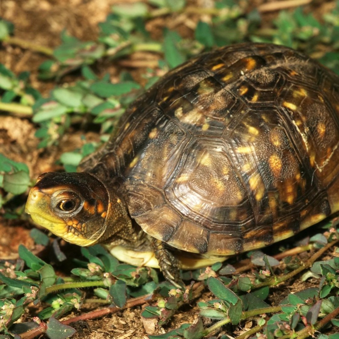 Stream Three-toed Box Turtle by Crystal Bridges Museum of American Art ...