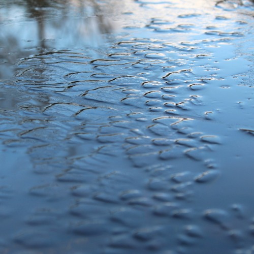 Stream Eastern Bluebird by Zach Schneider | Listen online for free on ...
