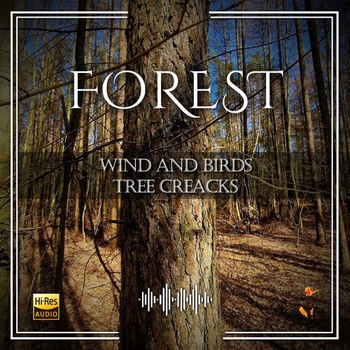 Stream Sound_Art_of_Field_Recording & Music | Listen to Forest Sounds ...