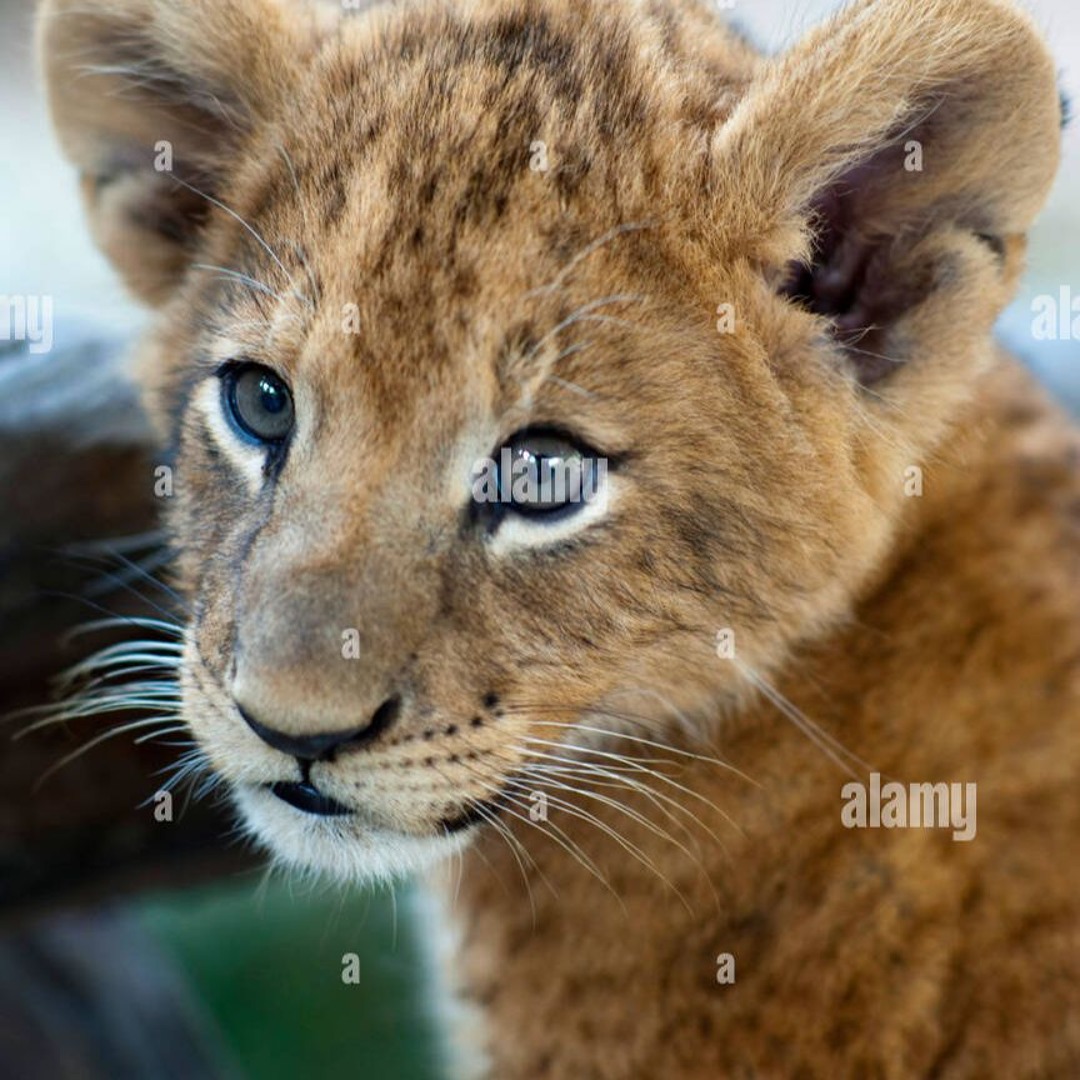 Stream these puppet strings came with free will by hungry starving ...