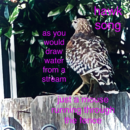 Stream Hawk song by as you would draw water from a stream | Listen ...