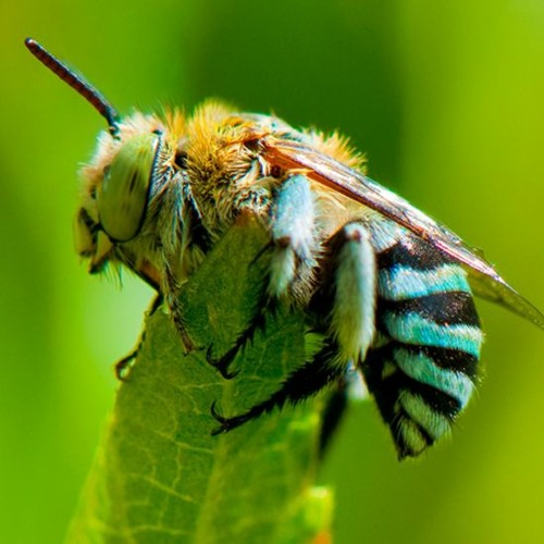 Stream episode Five Things With Dr Michael Batley - Native Bees - 4 Feb ...