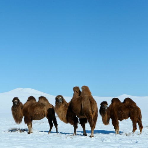 Stream Lupø - "Temee" by Lupønaut | Listen online for free on SoundCloud