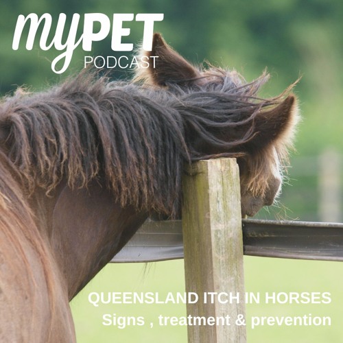 Stream Queensland Itch In Horses by myPET Podcast | Listen online for ...
