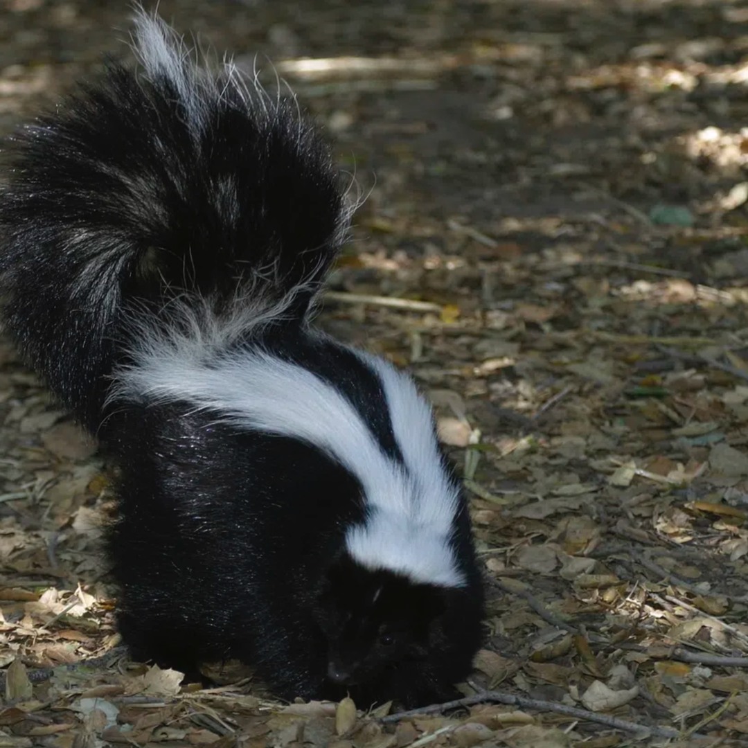 Stream 187. Rabies: don't mess with skunks by EM Board Bombs | Listen ...