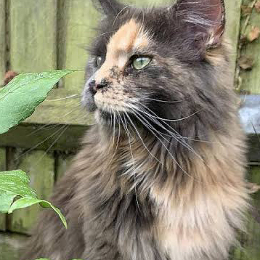 Stream WCUE Background music by AmazonTechnoblade.MP4 | Listen online ...