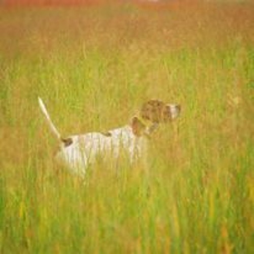 Stream Looking for Lost Arrow - By Dr. Tom Rakow Ad Free by tomrakow ...