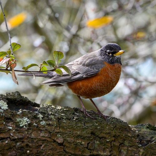 Stream American Robin singing - Tivoli, NY by sound-map.org | Listen ...