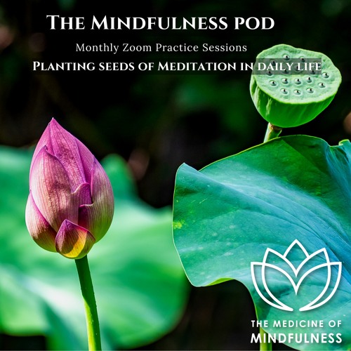 Stream Equanimity Practice by Medicine of Mindfulness | Listen online ...