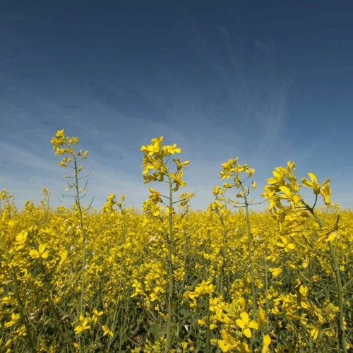 Stream BASF Tech Talks- Episode 1- Canola breeding and new technologies ...
