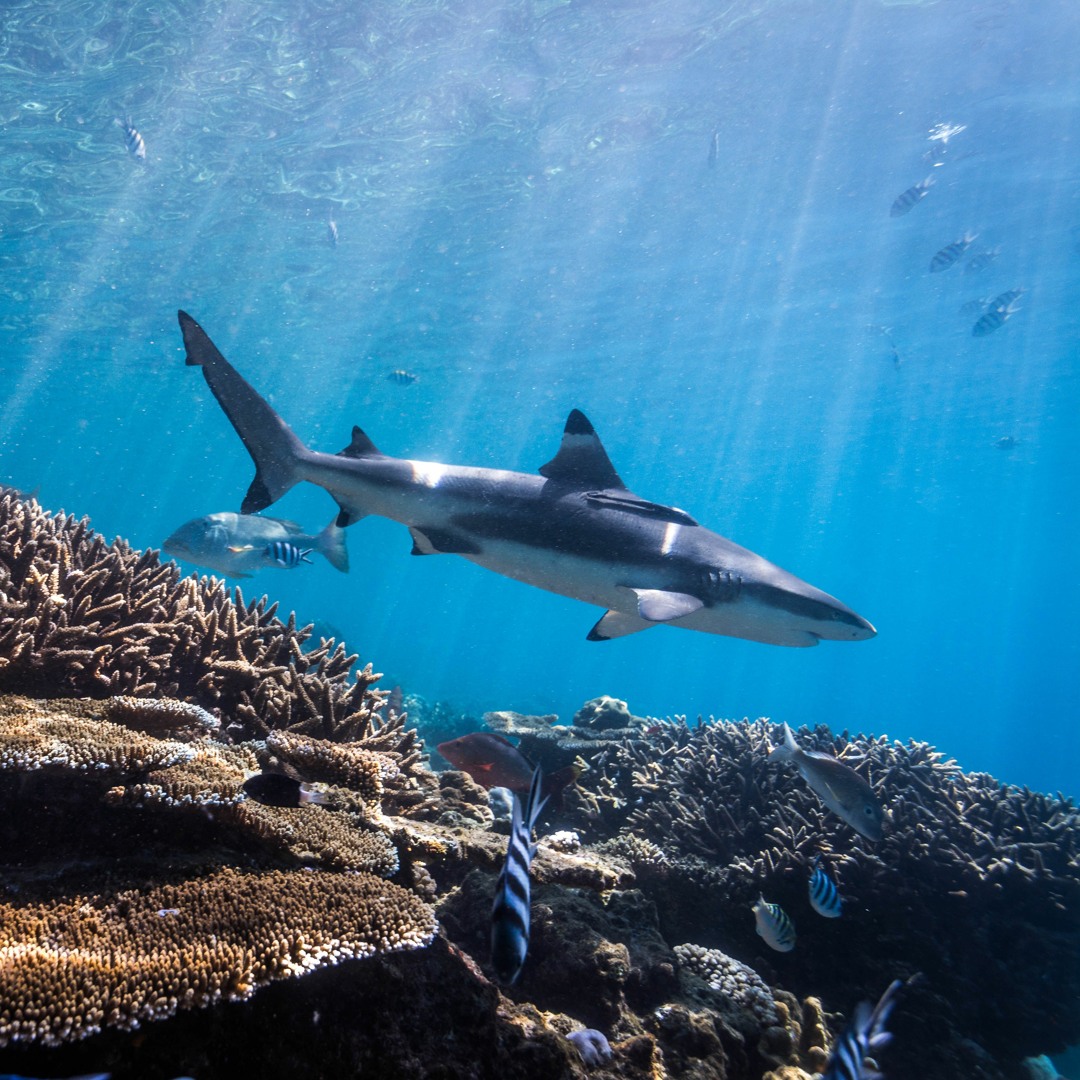 Stream episode Can We Ride the Wave of Momentum in Time to Help Sharks ...