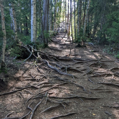 Stream 2022 Cranemaps Fieldrecordings Finland windy creaking trees 2 by ...