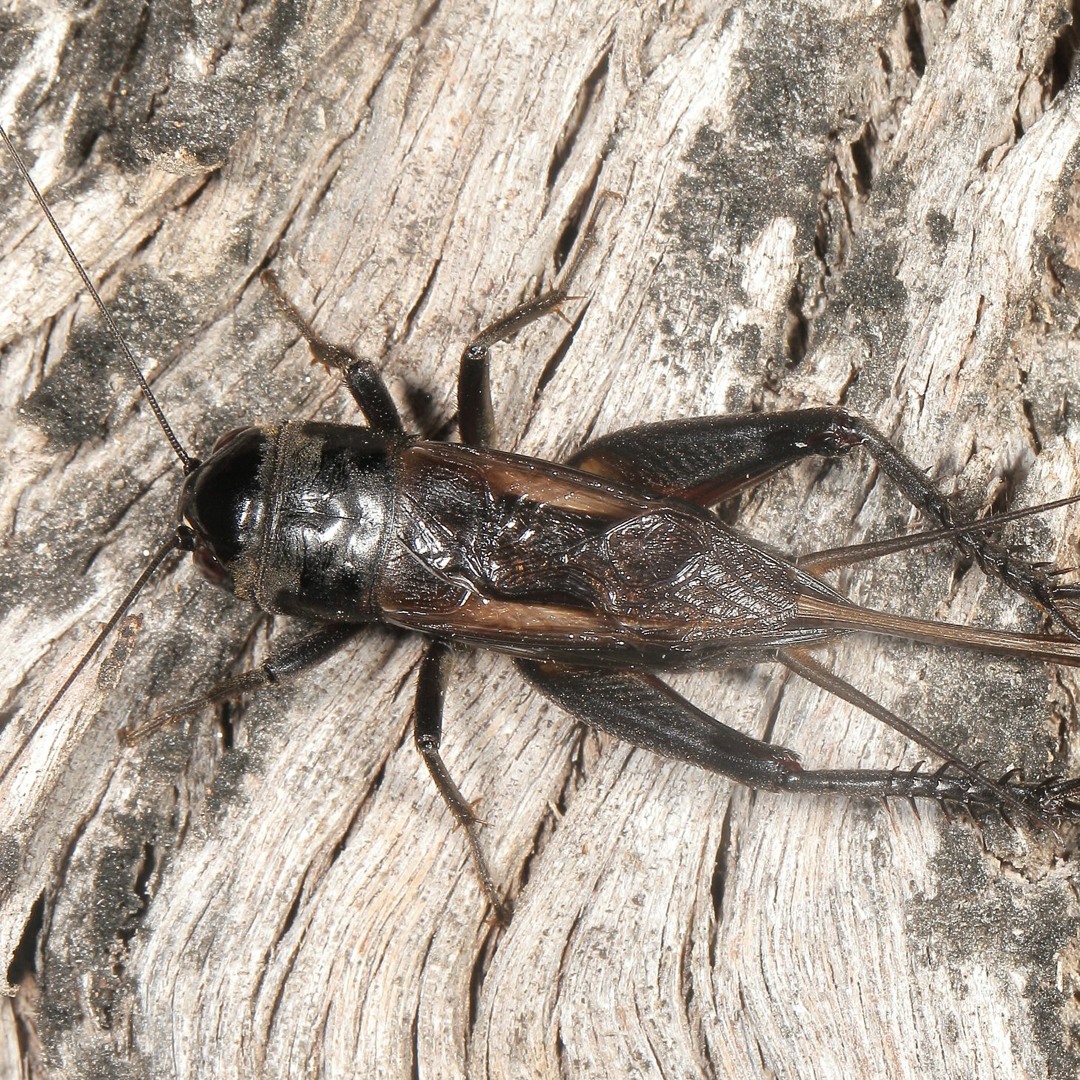 Stream Oceanic Black Field Cricket Teleogryllus oceanicus by Dave ...