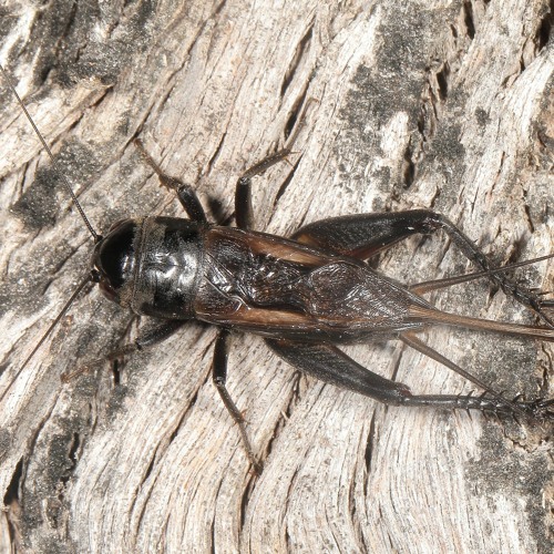 Stream Oceanic Black Field Cricket Teleogryllus oceanicus by Dave ...