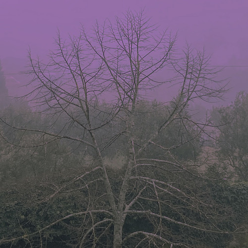 Stream sly fairies // random mix by shani nehushtan | Listen online for ...