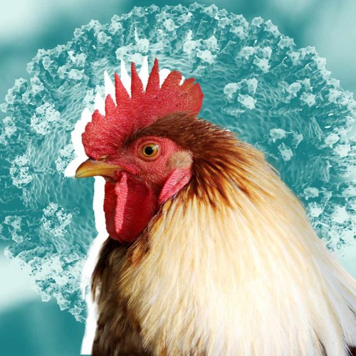 Stream Warning The Bird Flu is here, be very careful, listen to this ...