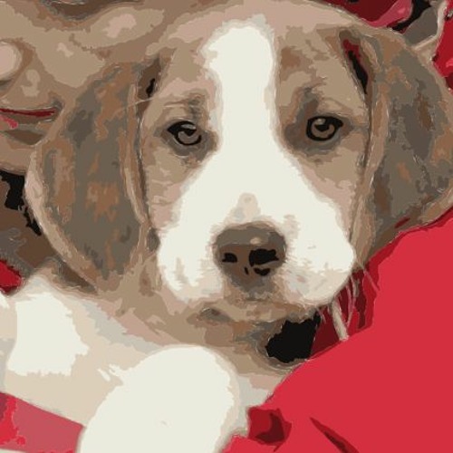 Stream Furkidz Singapore on FM938Live - Part 2 by Rodney Tay | Listen ...