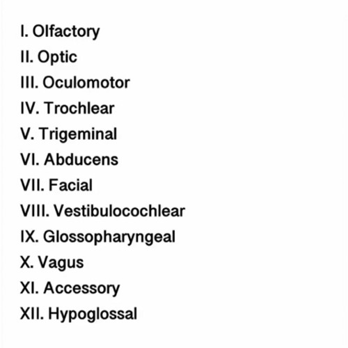 Stream Cranial Nerves by Tristan Neal | Listen online for free on ...