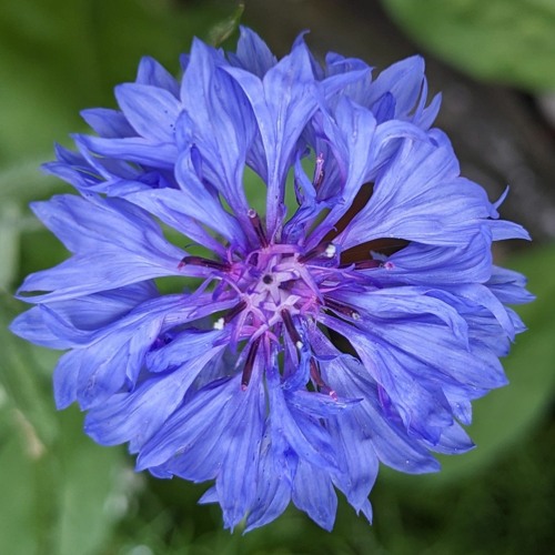 Stream sooney cornflakes - frog salute by adblock | Listen online for ...