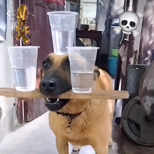 Stream Don Pollo Bill Collector Dog Song ‼️😭🚨 by Mystiqxz | Listen ...