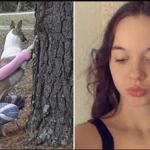 Stream Denise Frazier Dog Full Video Watch by Kira Kari | Listen online ...