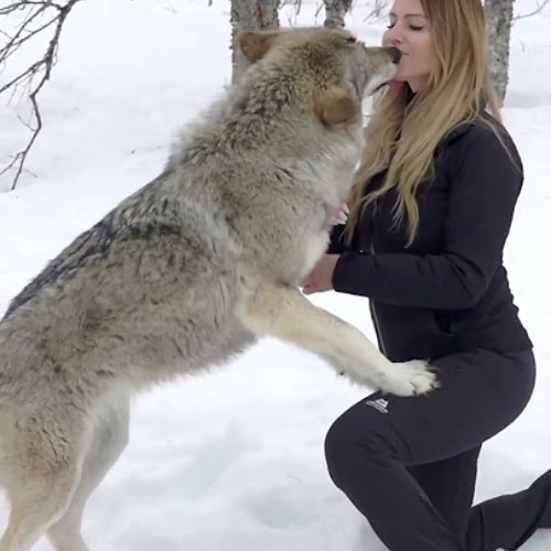 Stream one girl one wolf viral video telegram video by Katrina Lim ...