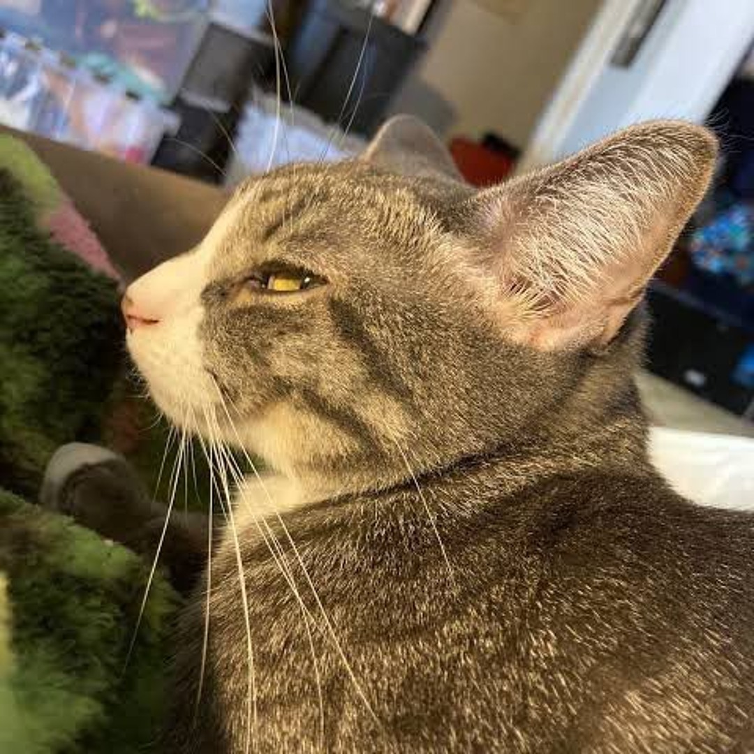 Stream Unholy-Sam Smith and Kim Petras (cover) Gigi De Lana Jon Jake ...