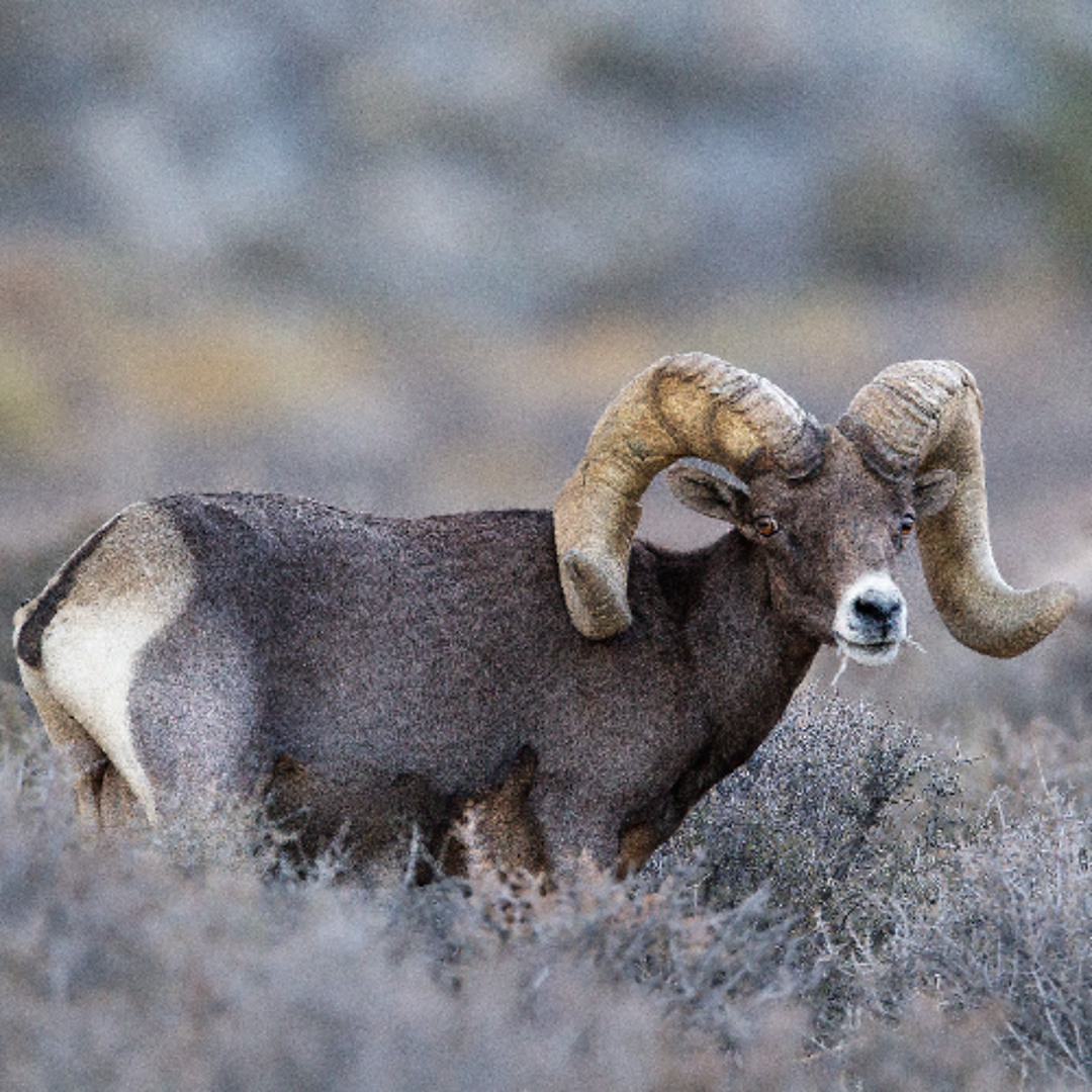 Stream Nevada Big Game Application Insights, Tips, and Strategies by ...