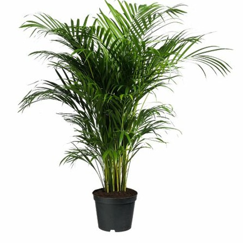 Stream sebii - GOLDFIShh #VVSS remix by Ava Blank | Listen online for ...