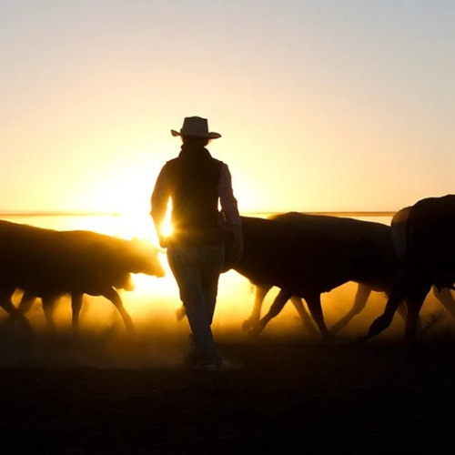 Stream Diamantina Drover by Paul Chantrill | Listen online for free on ...