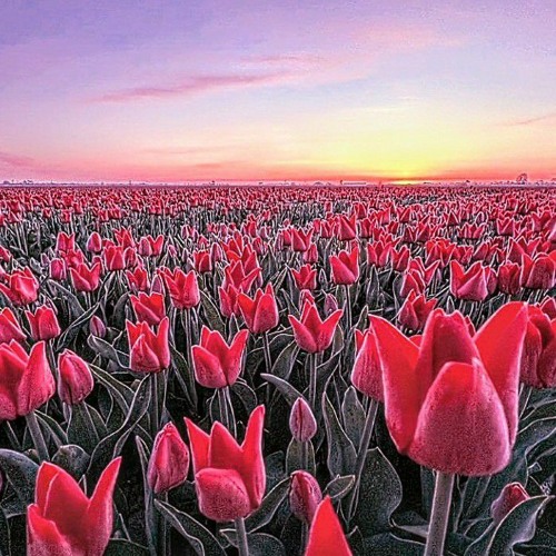 Stream Flower Dance - DJ Okawari [Cover by Riyandi Kusuma] by Tia Rozk ...