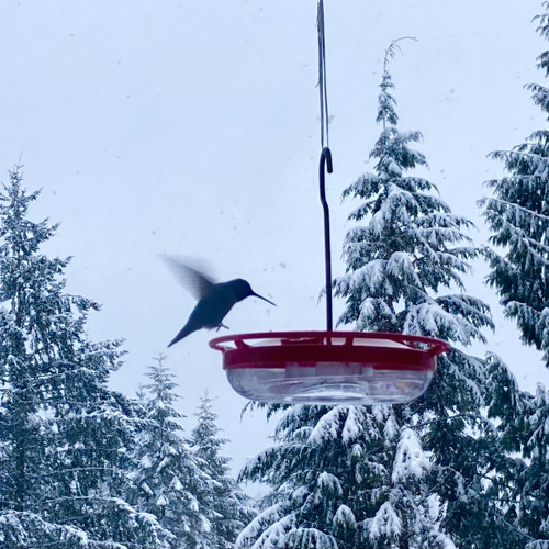 Stream ember decal by willie brisco | Listen online for free on SoundCloud