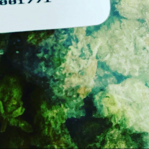 Stream OCEAN GROWN KUSH (OCEANICA REMIX, LOU FRESCO & ELIO TOFFANA) by ...